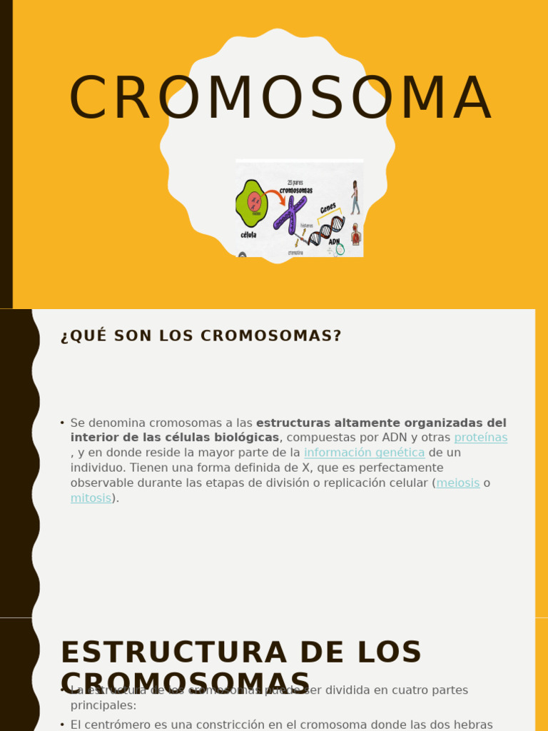 cromosoma (1) | PDF