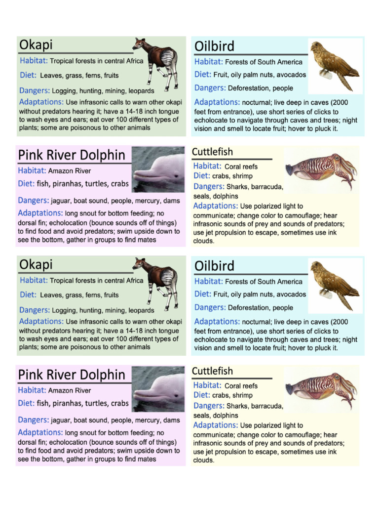 0 Animal Info Gap Oilbird-Cuttlefish | PDF