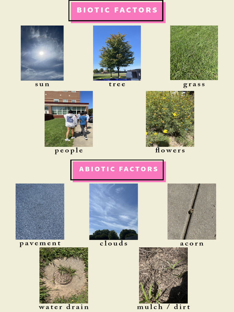 Biotic and Abiotic Factors Overview | PDF