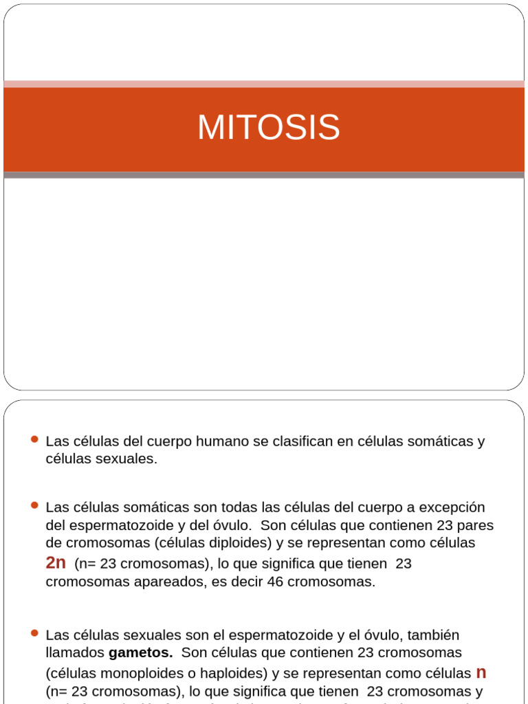 Mitosis | PDF | Mitosis | Cromosoma