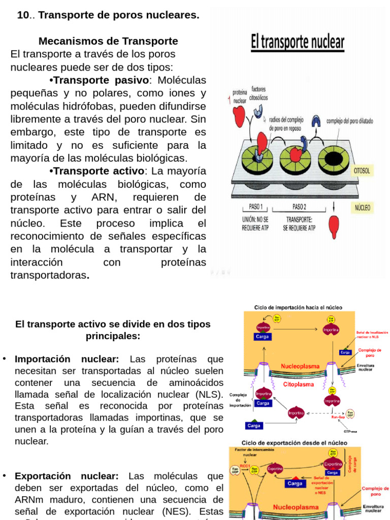 10.transporte de los poros nucleares | PDF | Nucleo celular | La ...