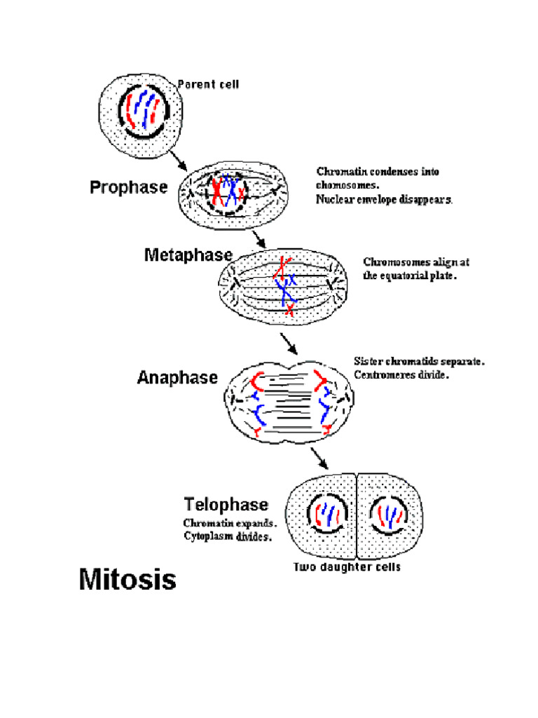 Mitosis - Practice - Diagram 5 | PDF