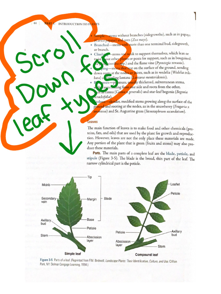 Leaf Journal Leaf Types Catalog | PDF