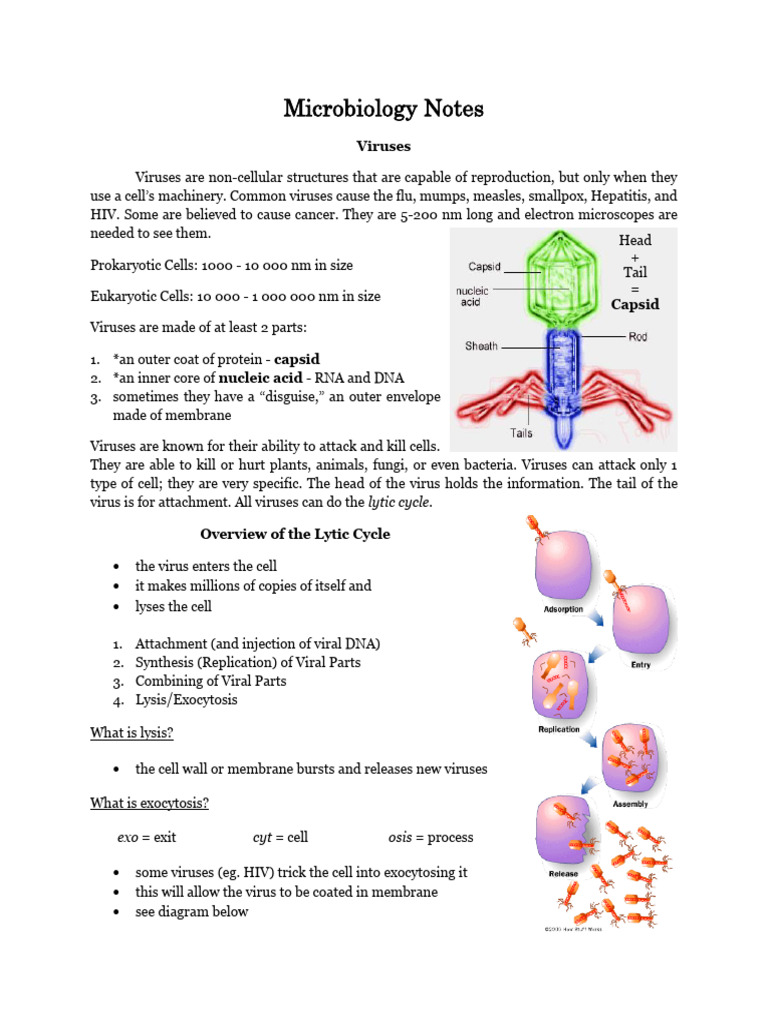 Understanding Viruses and Immunity | PDF | Virus | Cell (Biology)