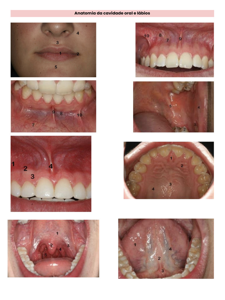 Anatomia Da Cavidade Oral e Lábios | PDF