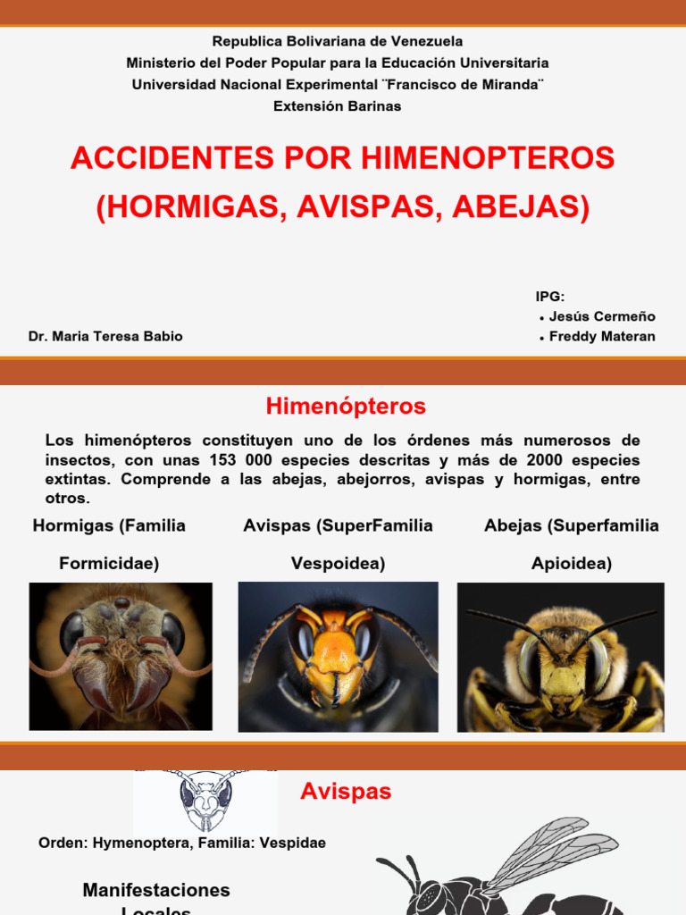 Himenópteros | PDF | Avispa