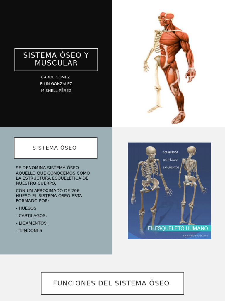 Sistema Óseo y Muscular: Funciones y Enfermedades | PDF | Hueso | Músculo