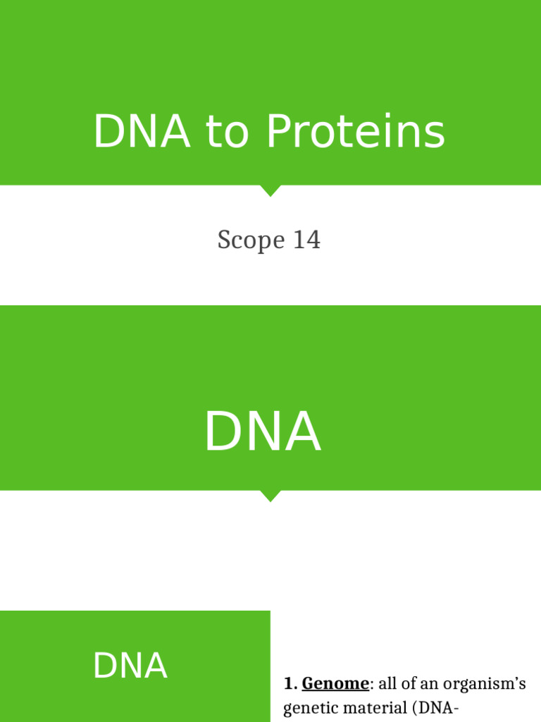 DNA Structure and Protein Synthesis Guide | PDF | Dna | Messenger Rna