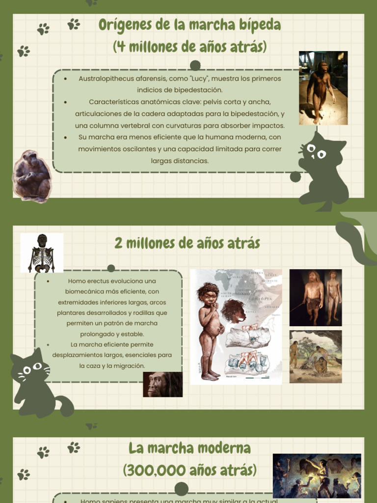 Evolución de la marcha bípeda humana | PDF | Bipedalismo | Electromiografia