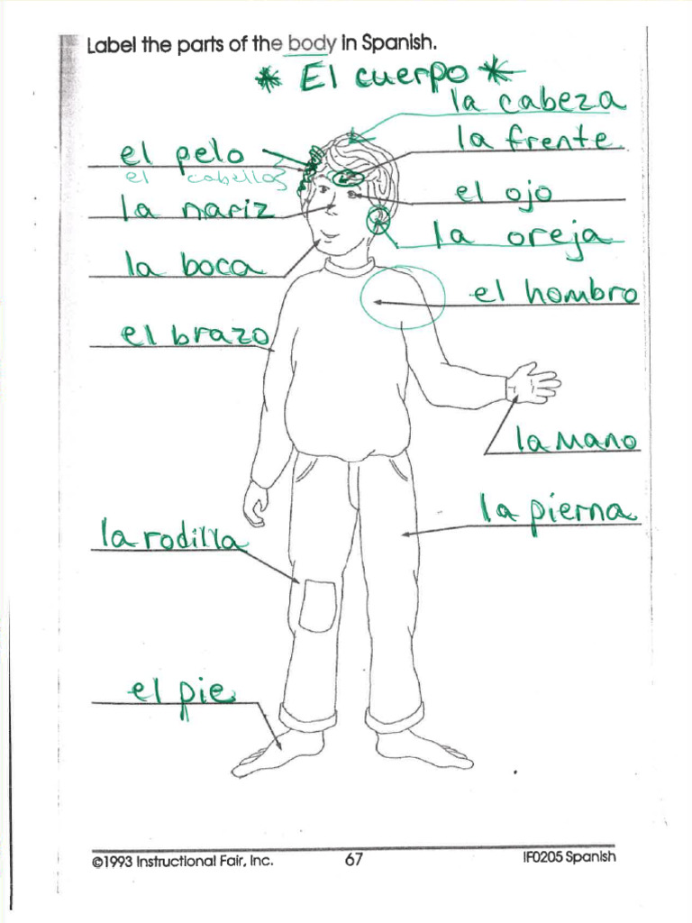 Partes Del Cuerpo Apuntes Con Respuestas y Hoja de Estudiantes | PDF