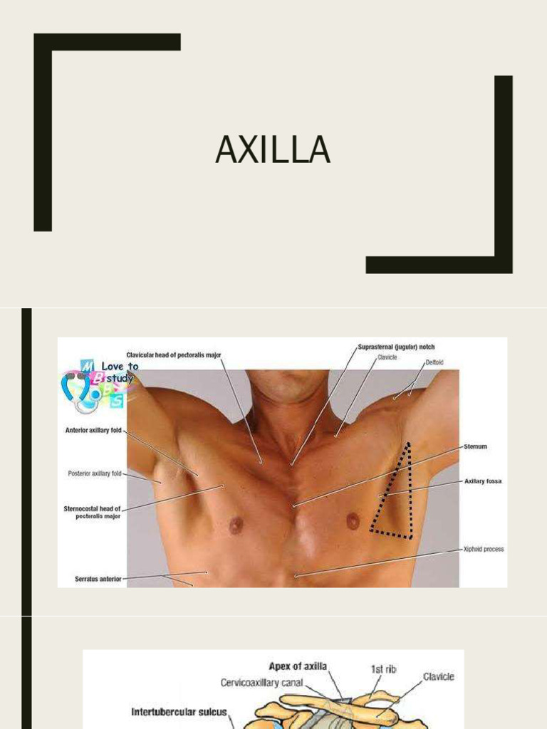 Axilla | PDF