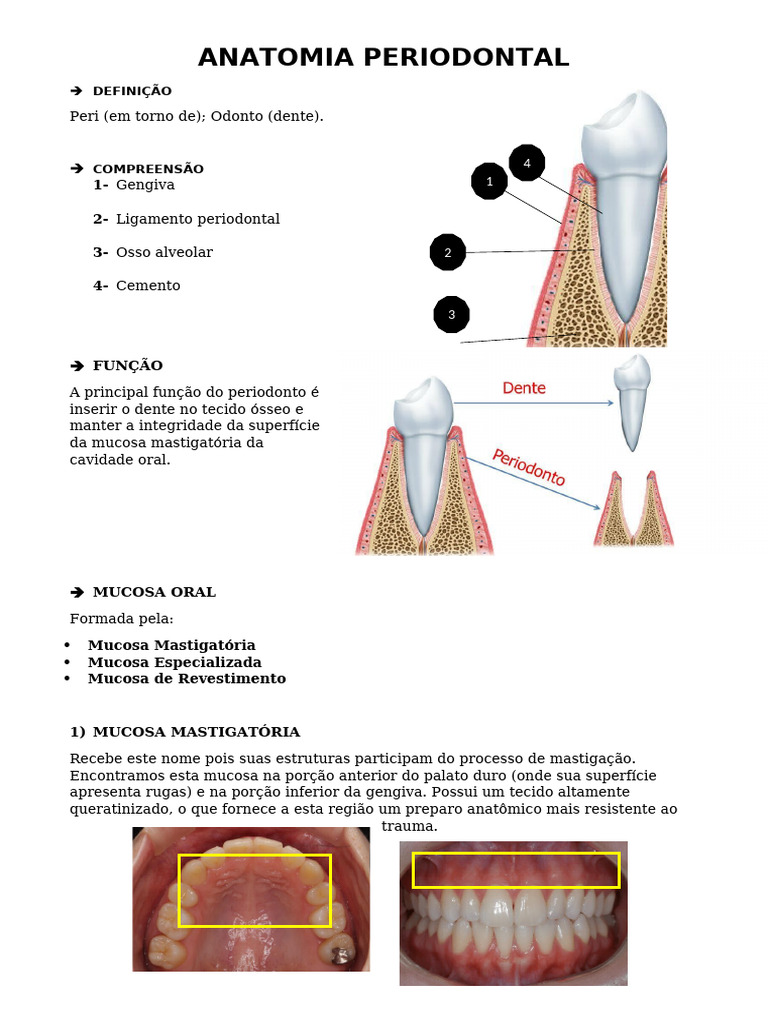 Resumo Anatomia Do Periodonto | PDF | Boca | Anatomia