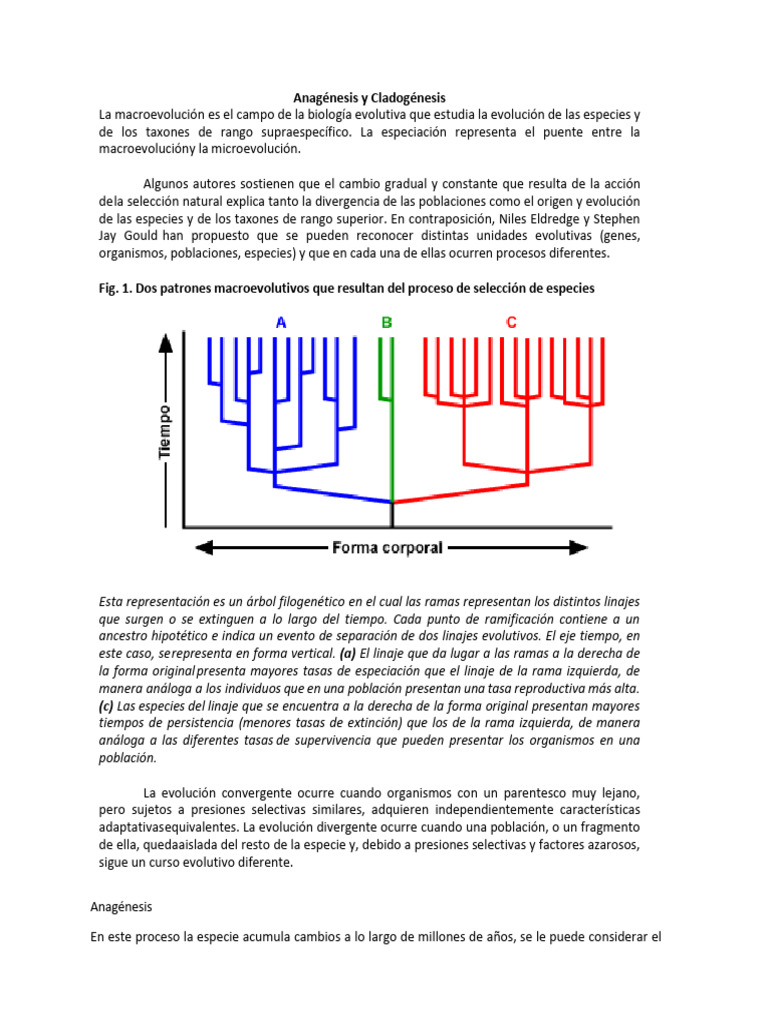 Anagénesis y Cladogénesis | PDF | Evolución | Seleccion natural