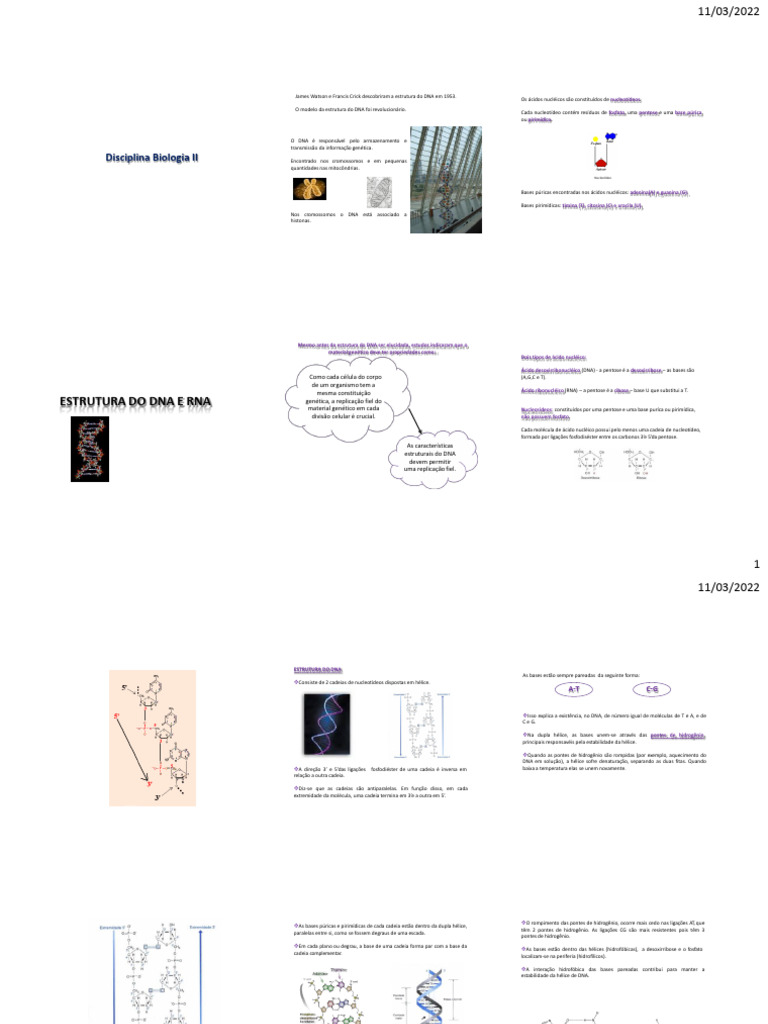 Estrutura e Função do DNA e RNA | PDF | Meiose | DNA