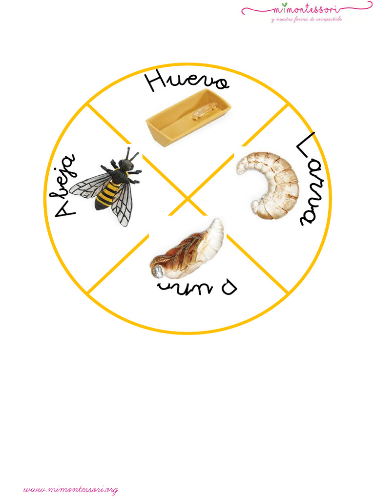 Ciclo de La Vida de Una Abeja Letra Imprenta | PDF