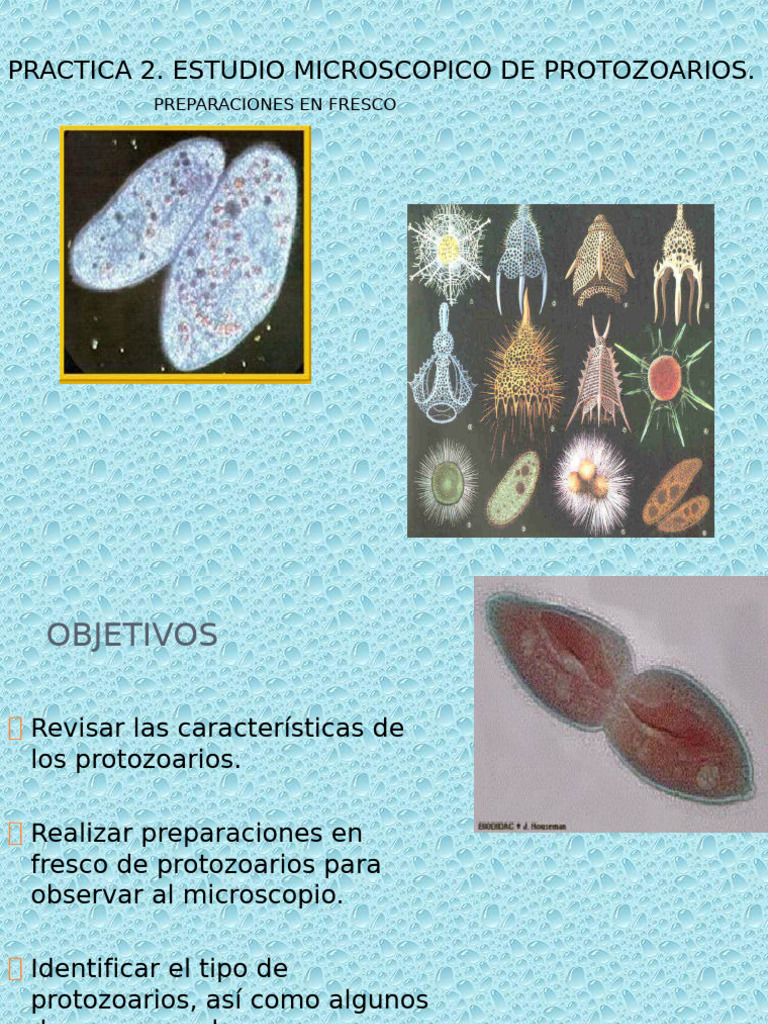 P2 Protozoarios | PDF | Biología