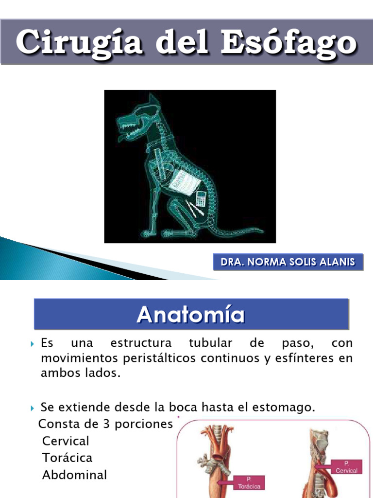 Cirugia de Esofagook | PDF | Esófago | Estómago