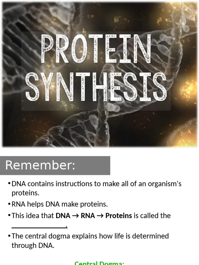 Protein+Synthesis+Student+notes | PDF | Translation (Biology ...