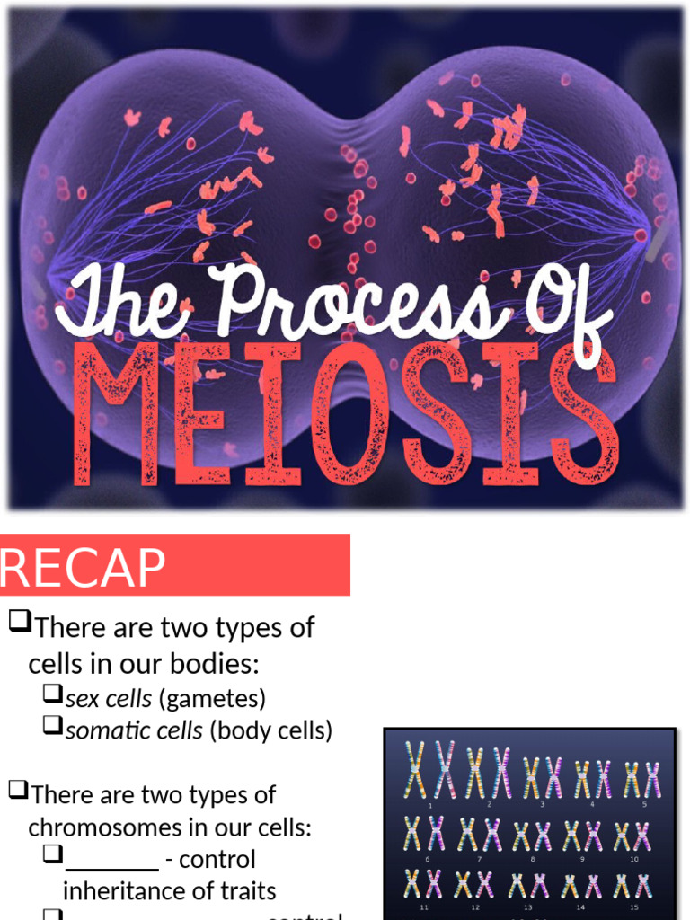 Meiosis Overview and Genetic Diversity | PDF | Meiosis | Chromosome