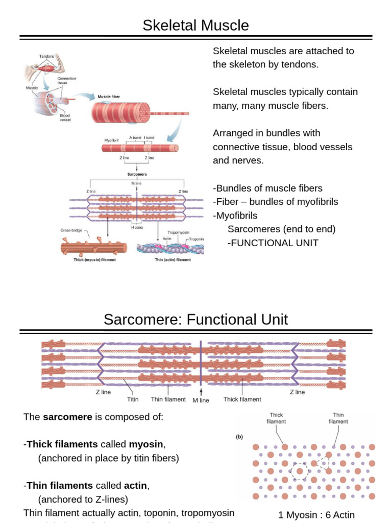 CH#9-FALL 2023 | PDF | Muscle Contraction | Skeletal Muscle