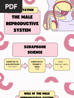 Male Reproductive System Worksheet Support | PDF