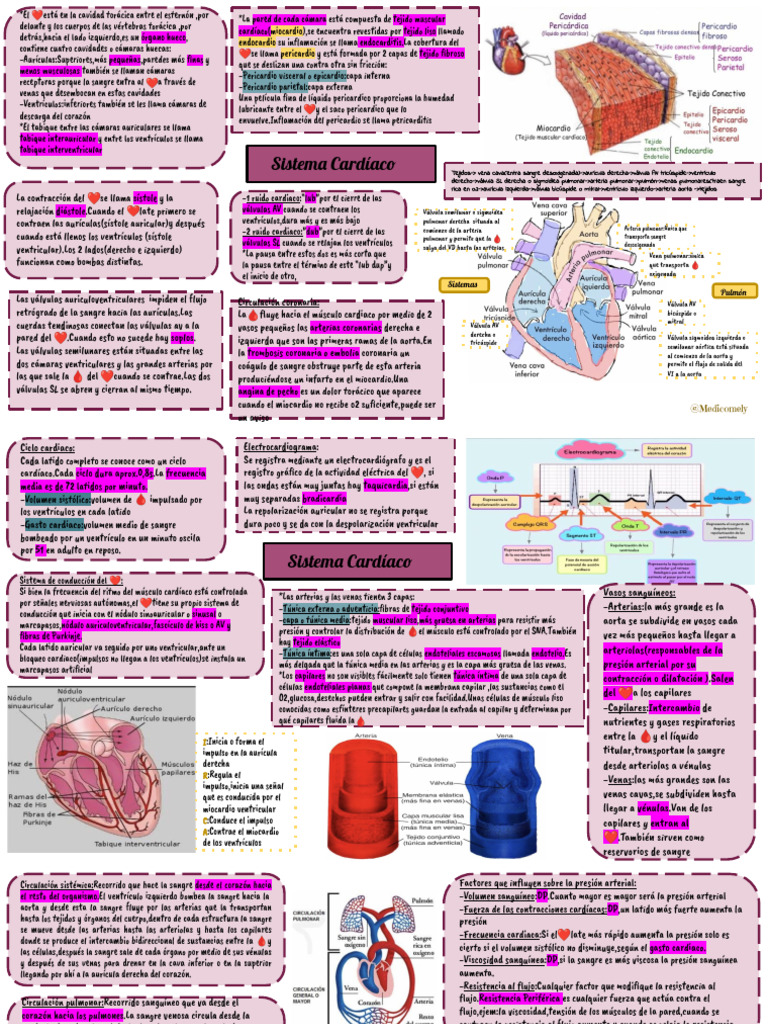 Sistema Cardíaco | PDF | Sistema cardiovascular | Angiología