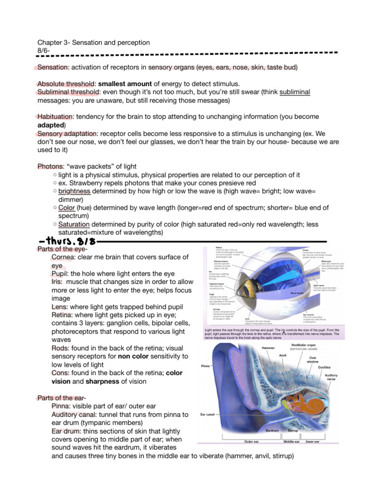 Sensation and Perception Overview | PDF | Senses | Ear