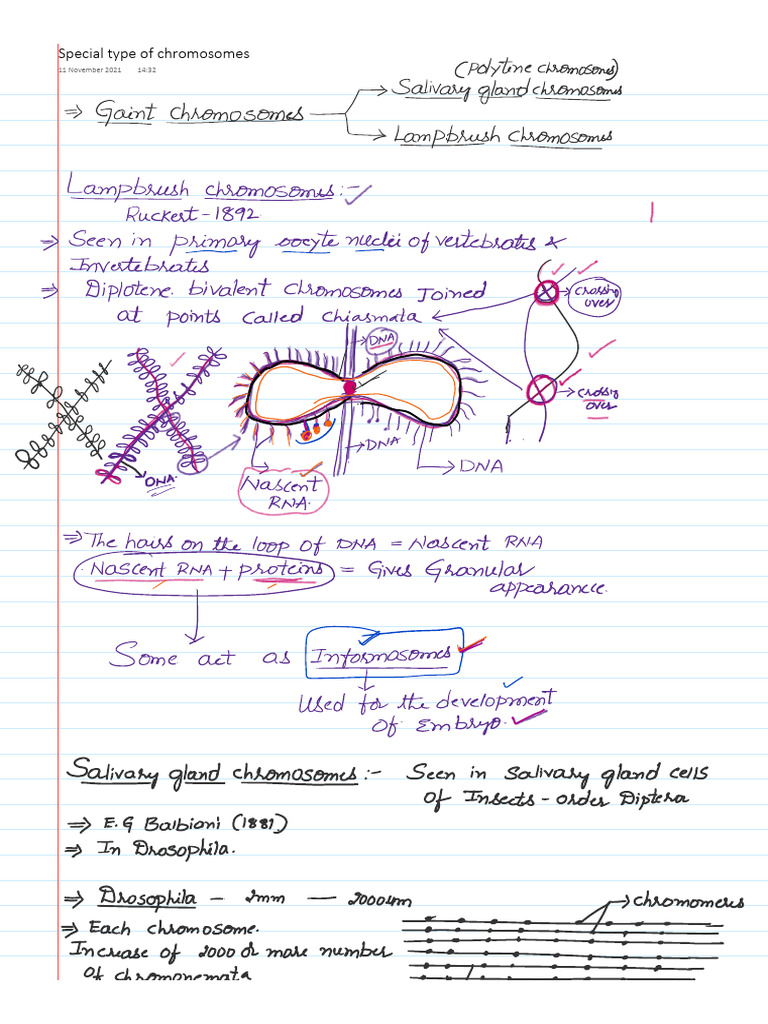 Special Type of Chromosomes and Microbodies-1 | PDF
