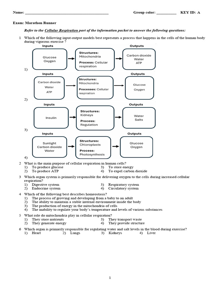 Midterm - Marathon Runner Exam A | PDF | Cellular Respiration | Human Body
