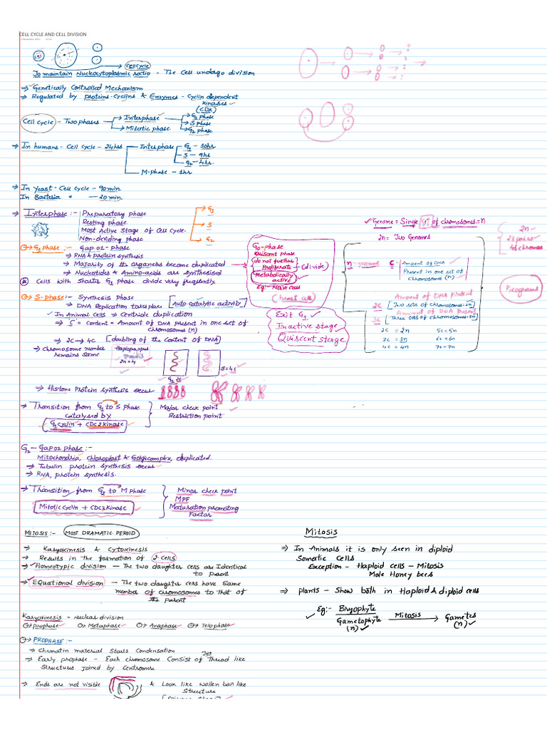Cell Cycle Mitosis Pdf