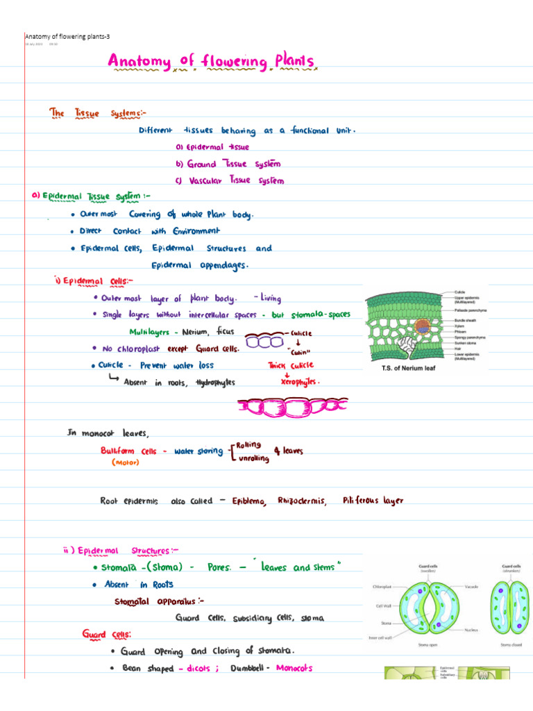 Anatomy of Flowering Plants Explained | PDF