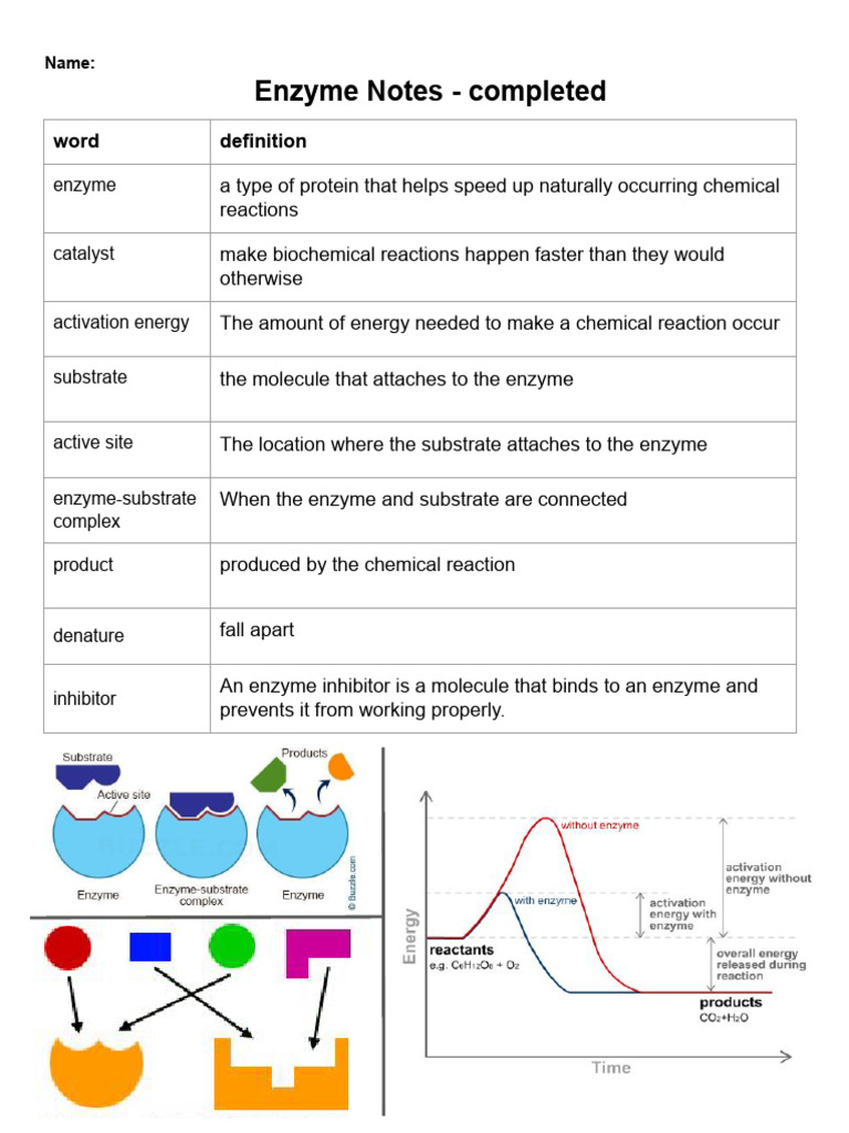 Enzyme Notes - Completed | PDF