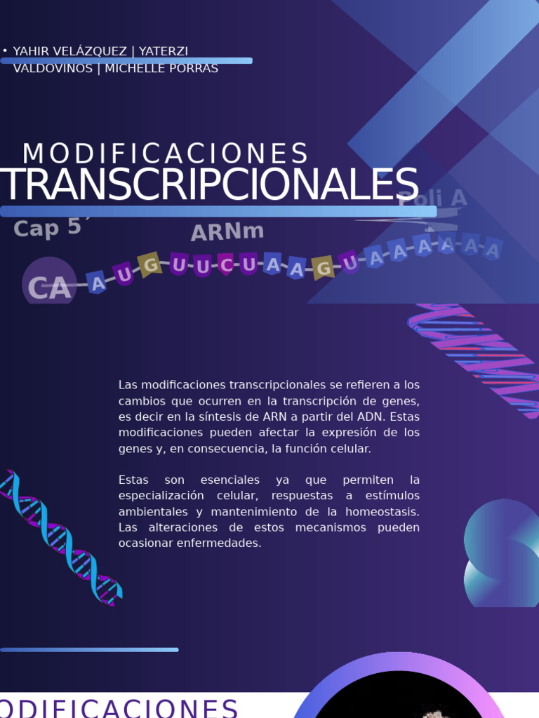 Modificaciones Transcripcionales en ARN | PDF | Rna Splicing ...