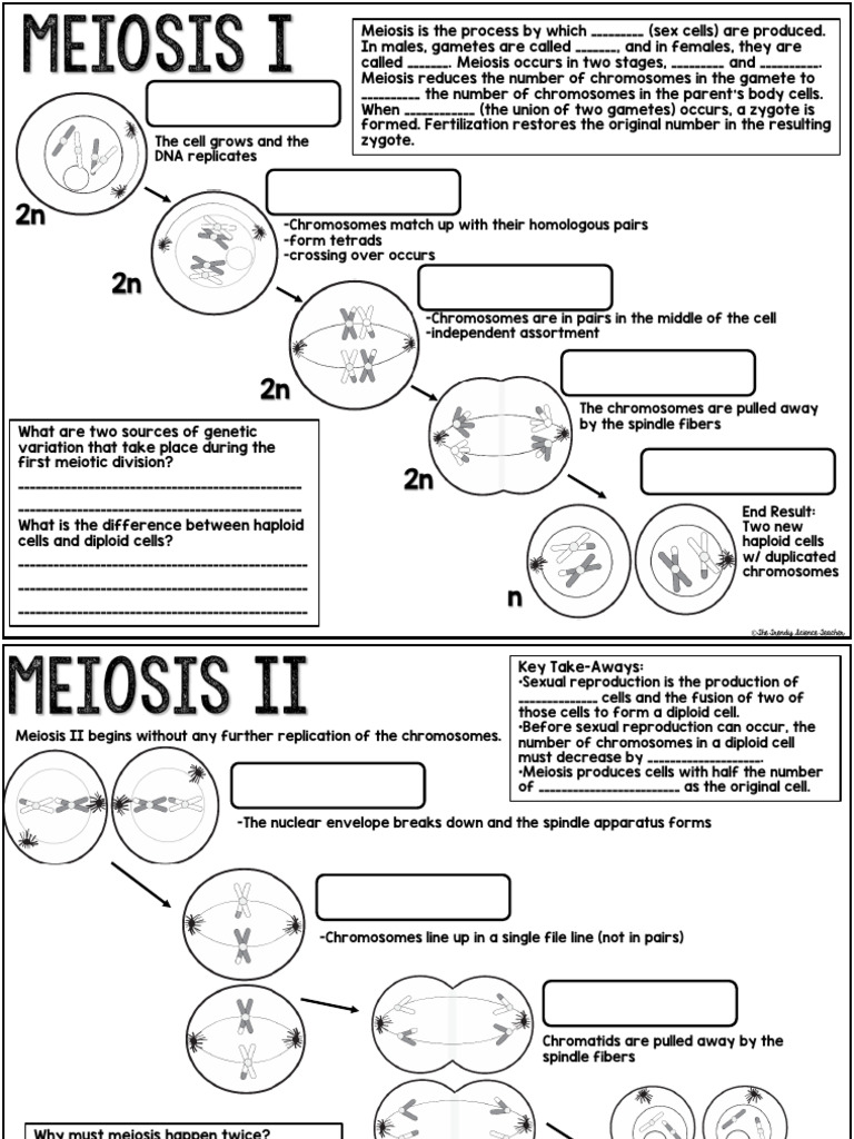 Meiosis Graphic Organizer | PDF | Meiosis | Ploidy