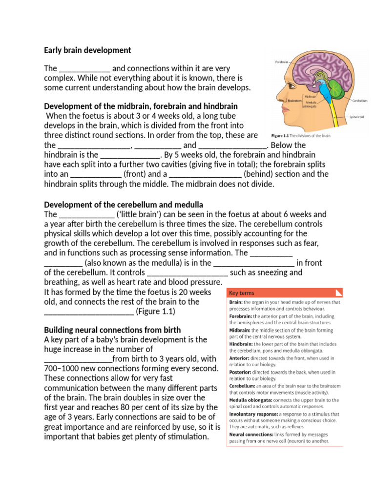 Development worksheet | PDF | Brain | Neuroscience