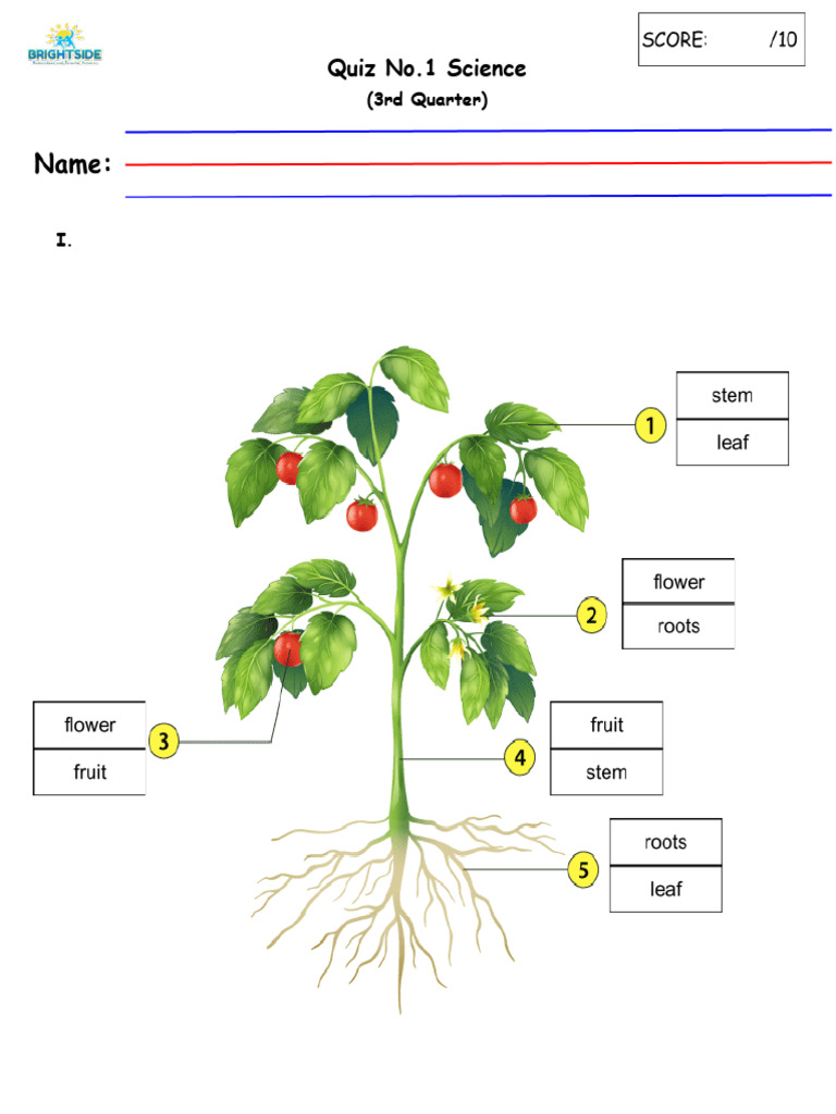 Parts of Plant Grade 1 | PDF