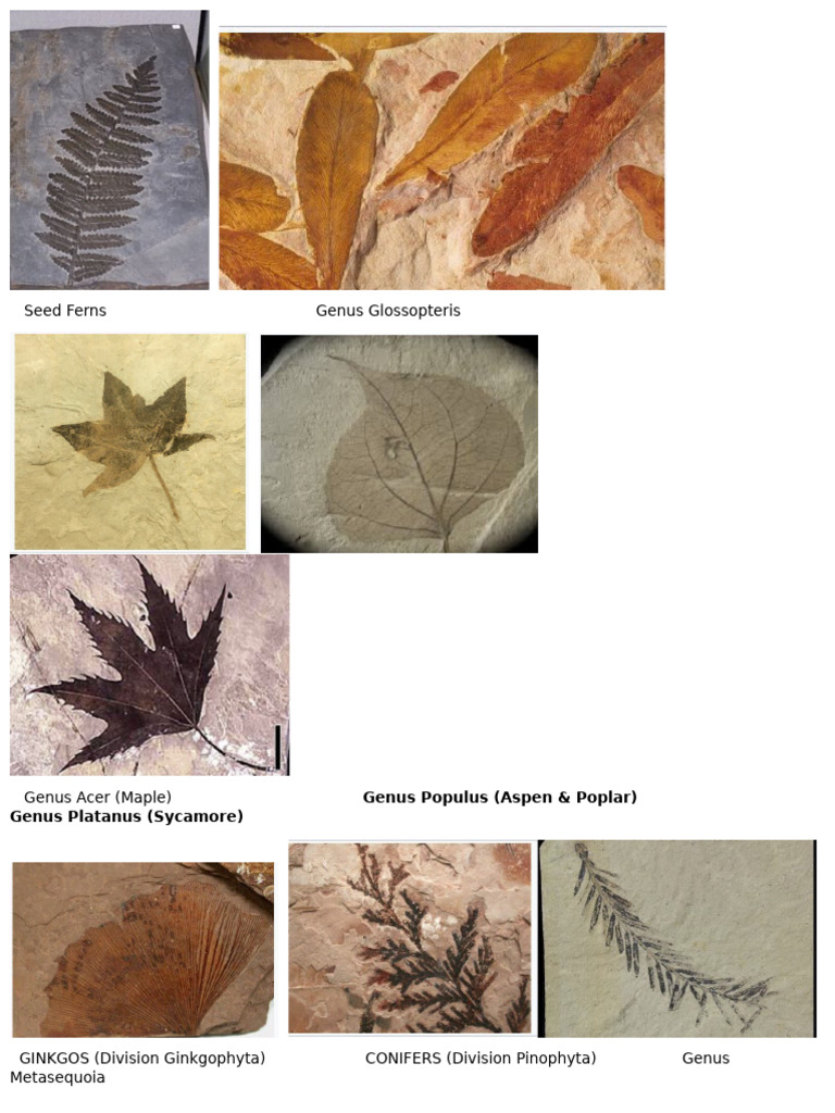 Seed Ferns Genus Glossopteris | PDF