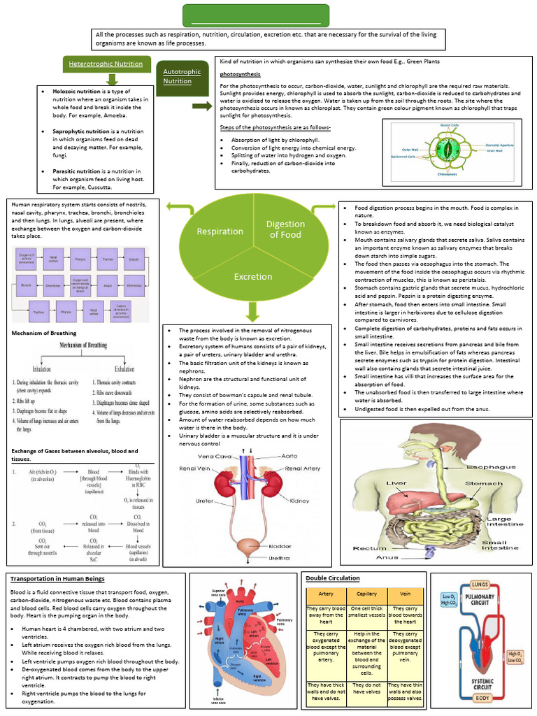 BIOLOGY MIND MAPS @EXAMCRUSHERS | PDF | Digestion | Genotype
