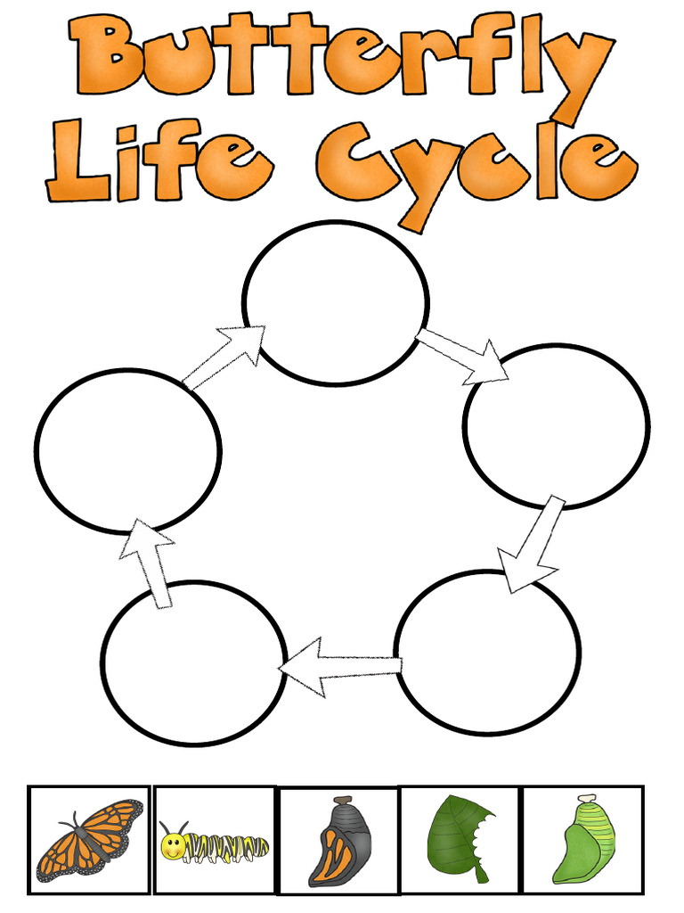 Butterfly Life Cycle | PDF
