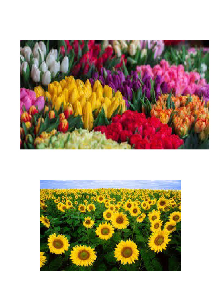 Flowers Ass. | PDF