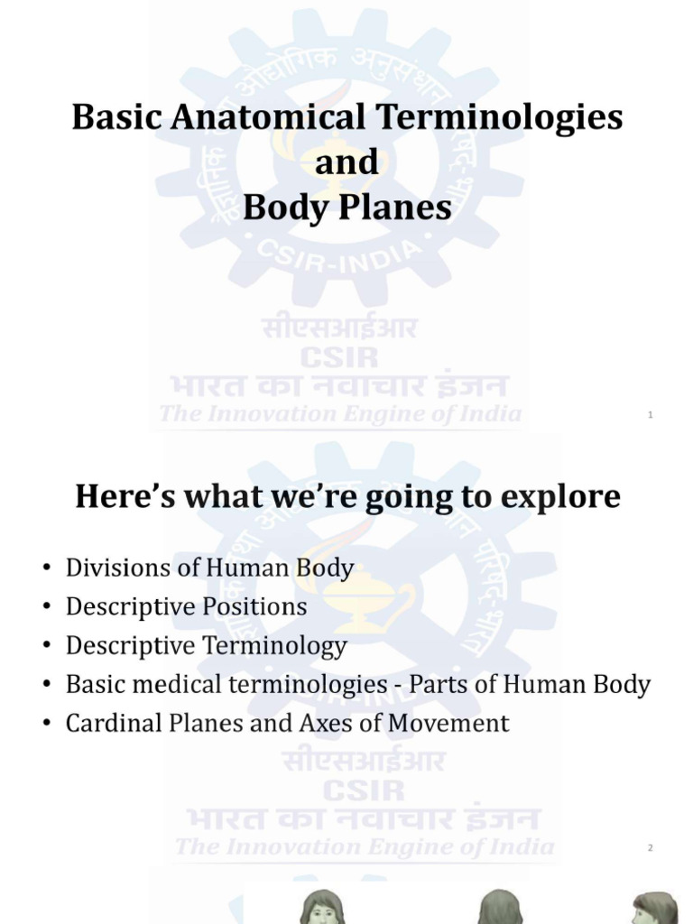 Basic Anatomical Terminologies and Body Planes | PDF