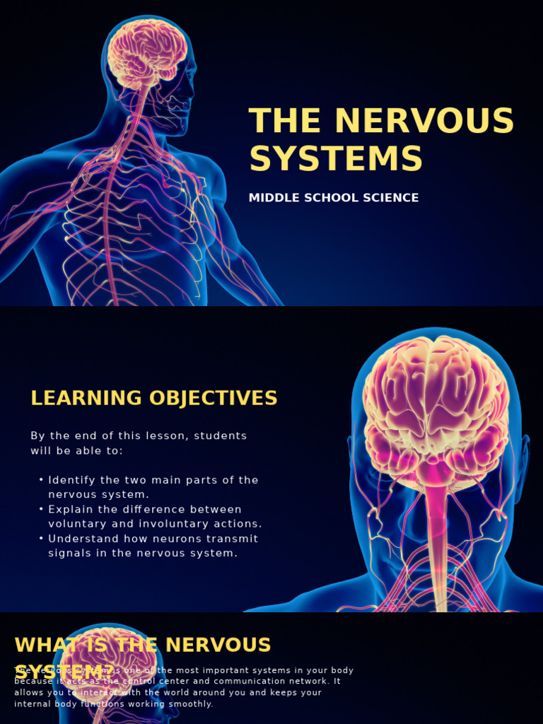 The Nervous Systems Education Presentation Blue Animated Style | PDF ...