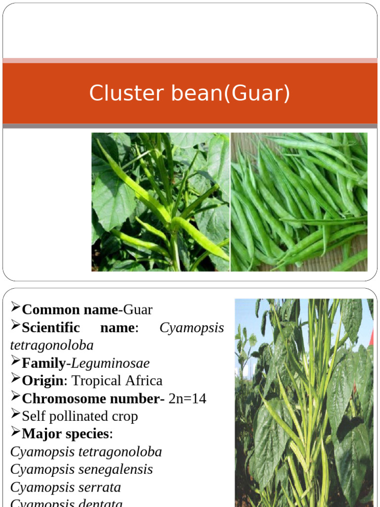 Cluster Bean Final | PDF | Sowing | Botany