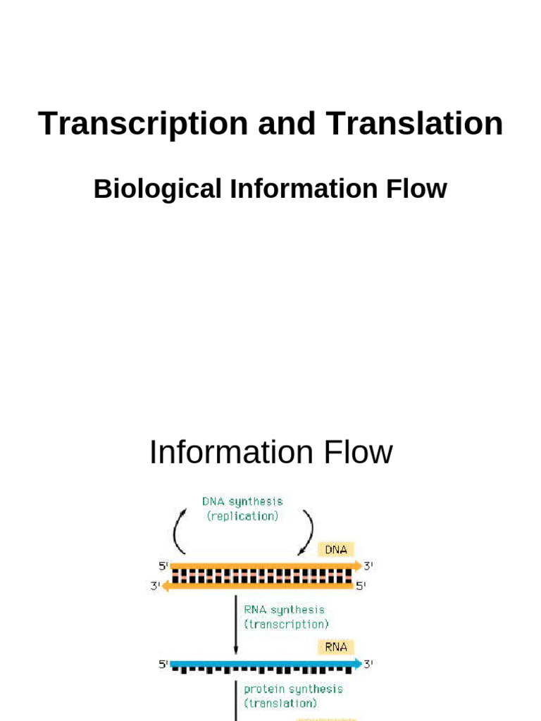 Transcription and Translation | PDF | Translation (Biology ...