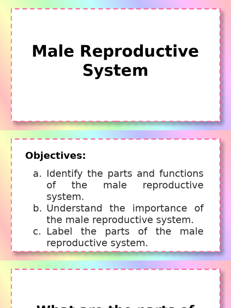 Q2 Science Lesson 1.2. Male Reproductive System | PDF | Testicle | Prostate