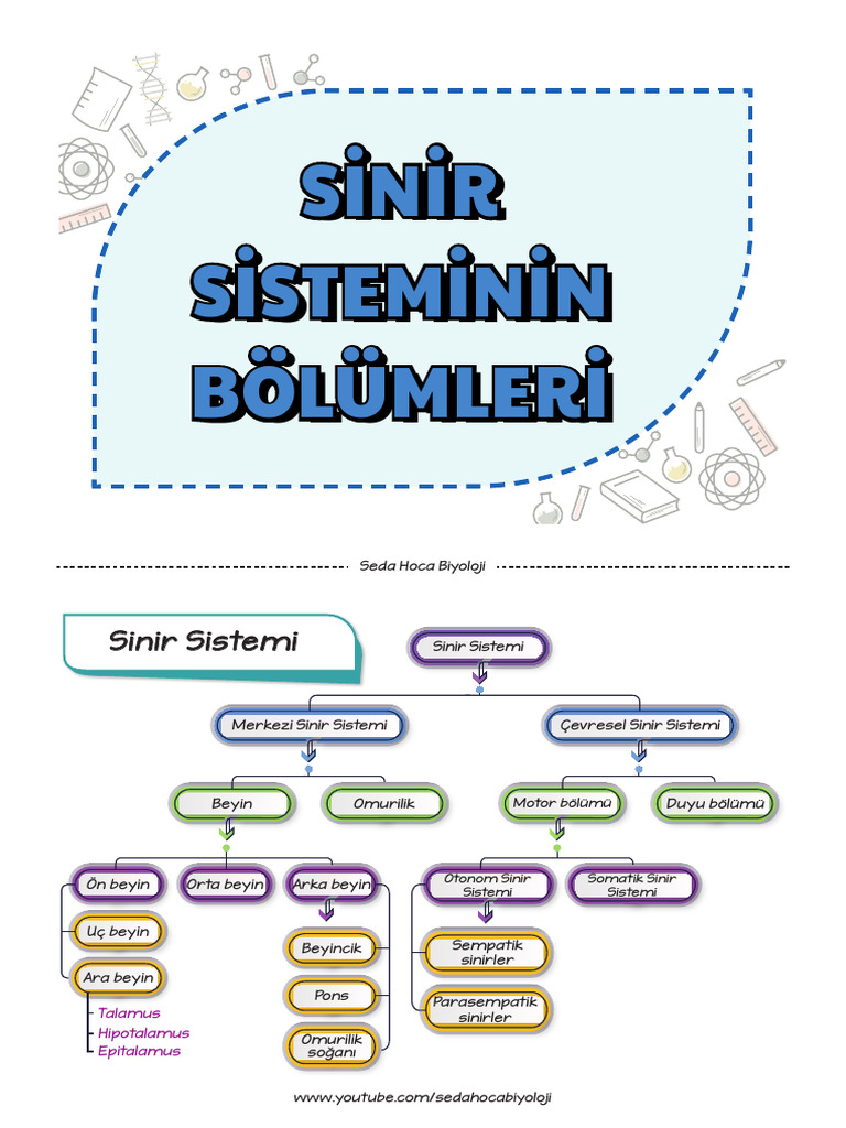 Sinir Sisteminin Bölümleri | PDF