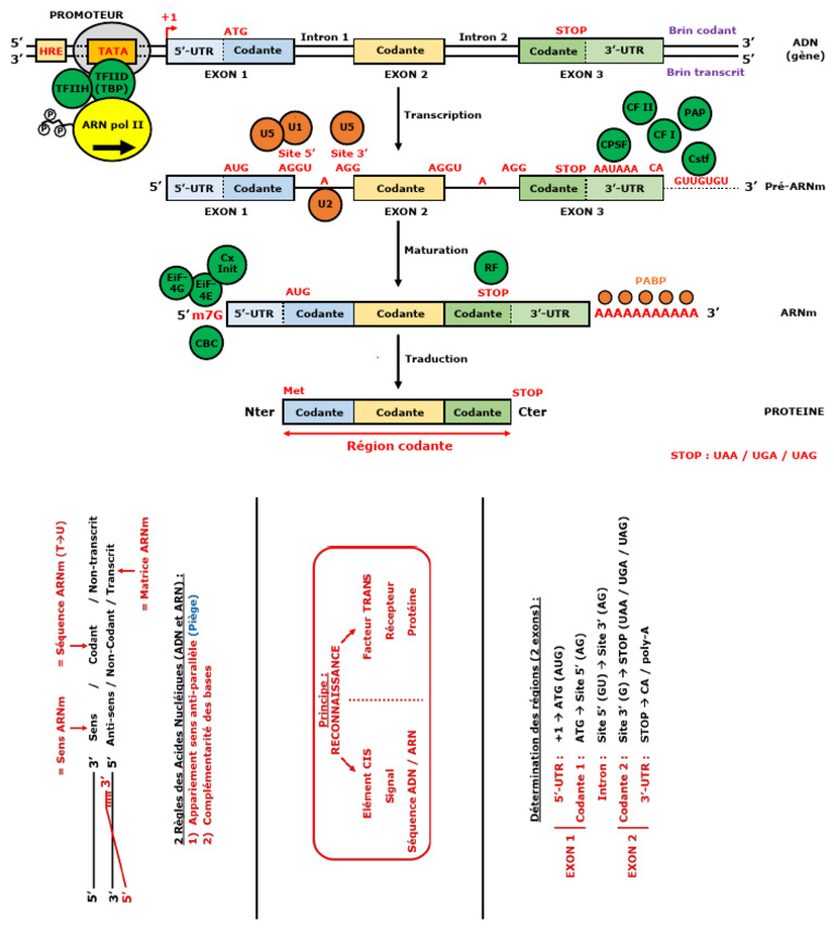 Maturation et Traduction de l'ARN | PDF | Biologie | Acide nucléique