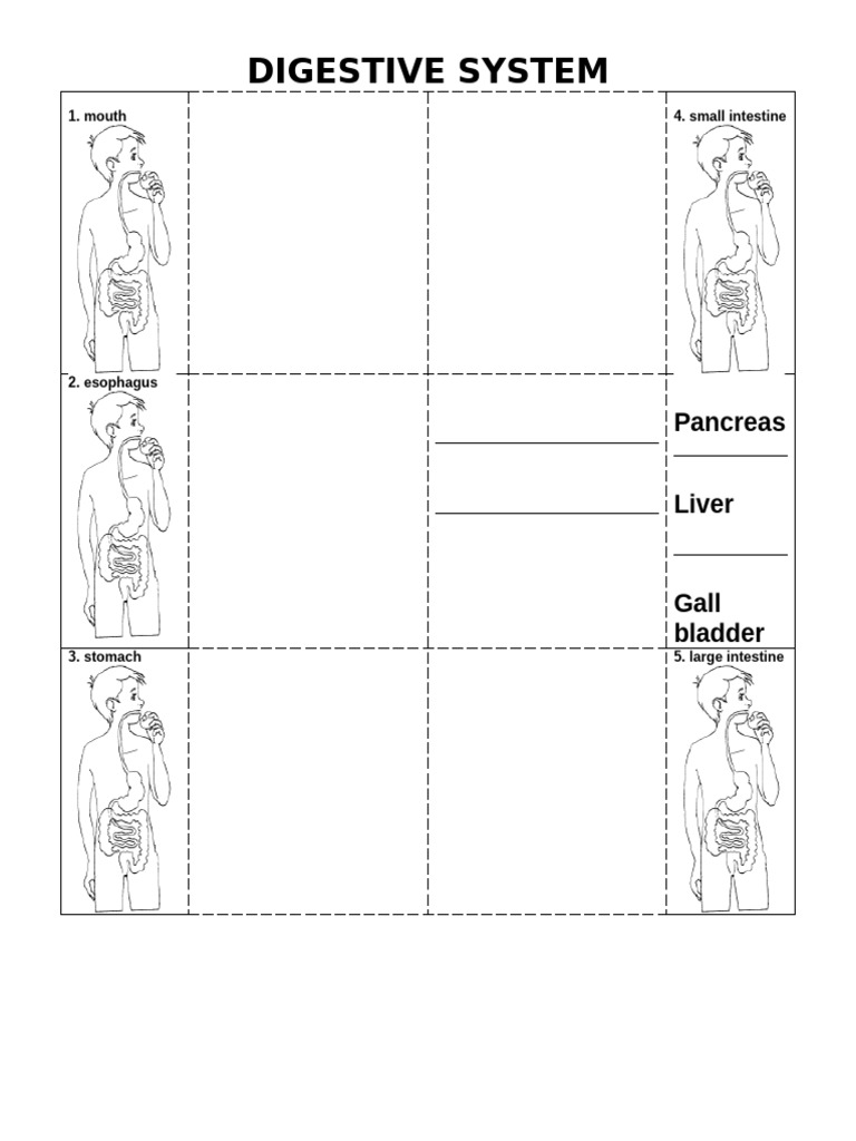 Digestive System Foldable | PDF