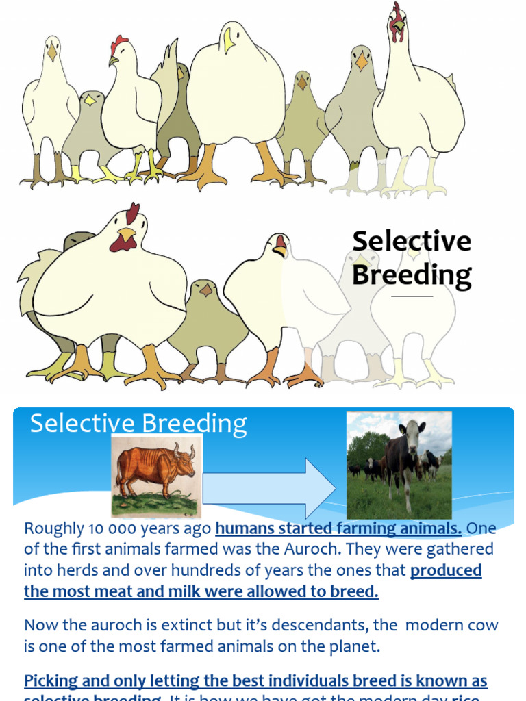 Selective-Breeding-2023 | PDF | Selective Breeding | Domestication