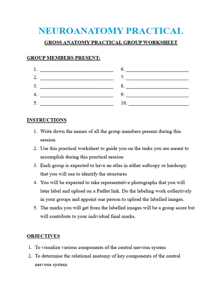Neuroanatomy Practical Group Worksheet | PDF | Brainstem | Cerebrum
